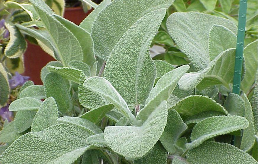 Kadulja - Tiha kraljica Mediterana: gdje raste, šta liječi i zašto je ...